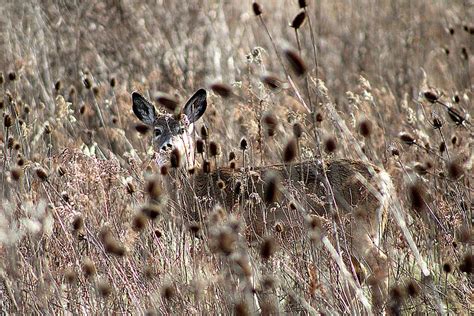 Camouflaged Photograph By Charles Ray Fine Art America