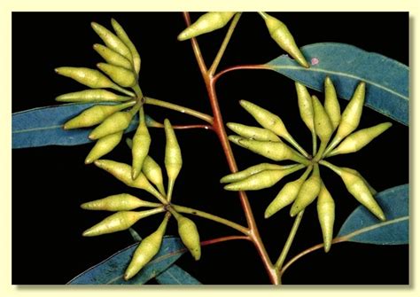 Eucalyptus Marginata Subsp Thalassica