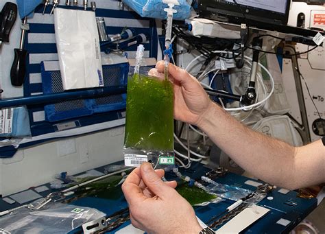 Algae In Space Spaceref