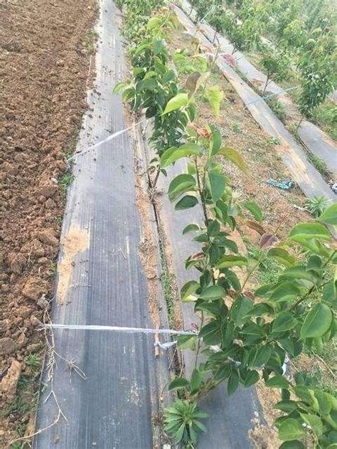 果園除草的幾種方法你覺得哪個更適合你 每日頭條