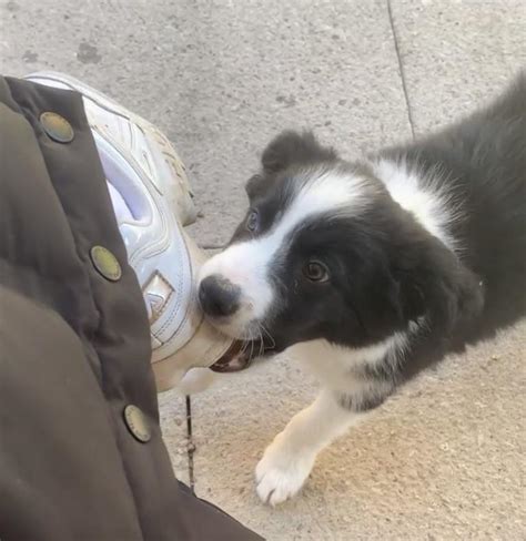 Isn’t he cute? : r/BorderCollie