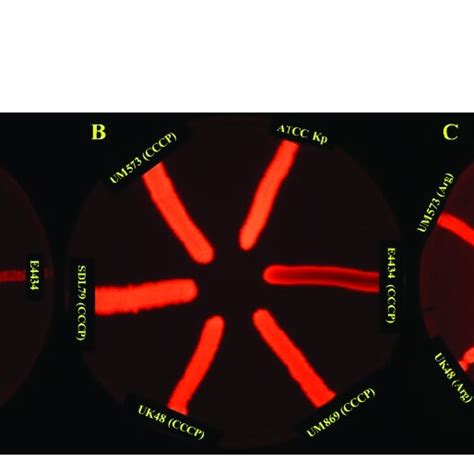 Etbr Cartwheel Assay Of Active Efflux Pump Activity In Download