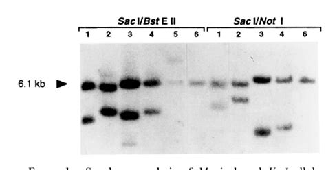 Figure 1 From Mutator Insertions In An Intron Of The Maize Knotted1