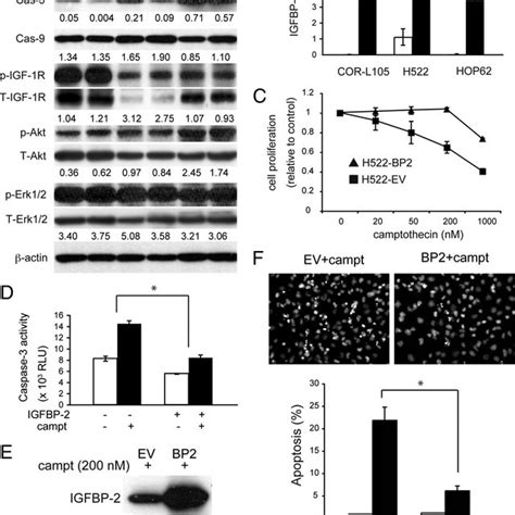 A Specific Igfbp 2 Inhibition Resulted In The Increase In