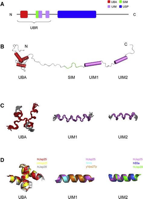 Solution Structure Presentations Of Usp25 Ubr A Schematic View Of Download Scientific