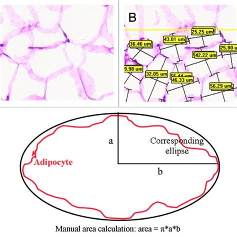 Automated Adipocyte Size Measurement A Original Hande Stained Image