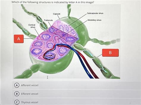 Solved Which Of The Following Structures Is Indicated By
