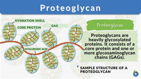 Proteoglycan Definition And Examples Biology Online Dictionary
