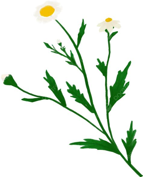 Margarita Tallo Planta Flor Vector Png Flores De Margarita Conjuntos
