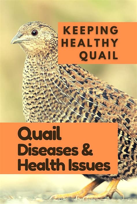 Quail Farming For Beginners Keeping Healthy Quail By Karen June P