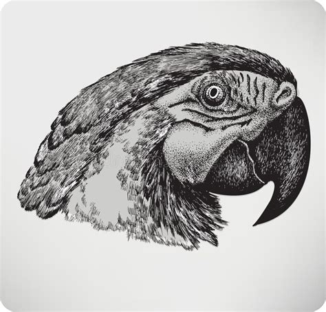 Ptasia Papuga Ręka Rysunek Wektorowa Ilustracja Ilustracja Wektor