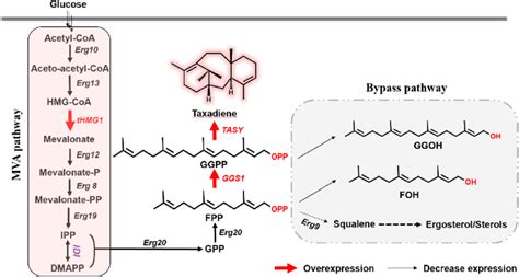 Production Pathways Of Taxadiene From Glucose In Y Lipolytica In Y