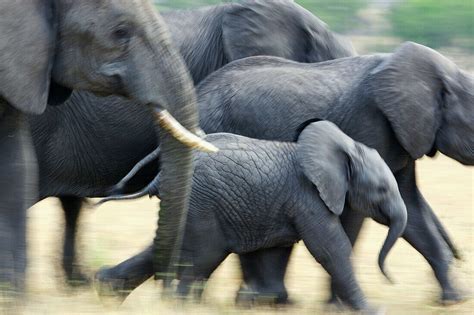 African Elephants License Image 70230234 Lookphotos