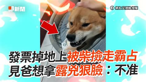 柴犬霸占發票不還 見爸想拿還露兇狠臉｜狗｜寵物｜玩具｜精選影片 Youtube