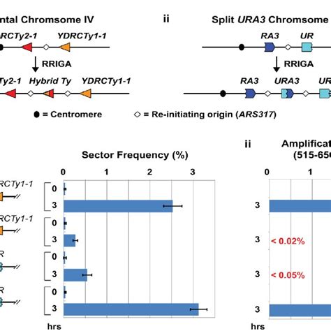 Homologous Sequences Are Necessary And Sufficient In Cis To Support