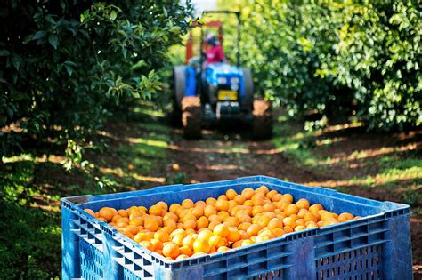 Orri Mandarin Variety | Shoham