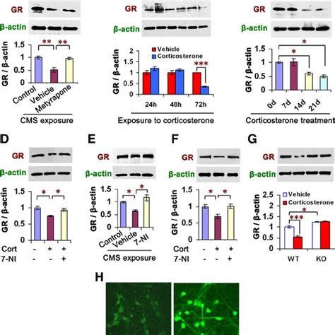 Glucocorticoids Upregulate Hippocampal Nnos Expression A Immunoblots