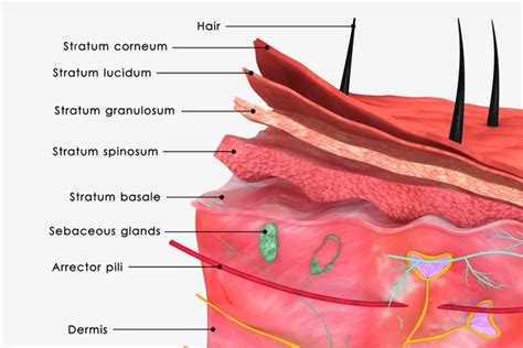 Stratum Corneum Diagram