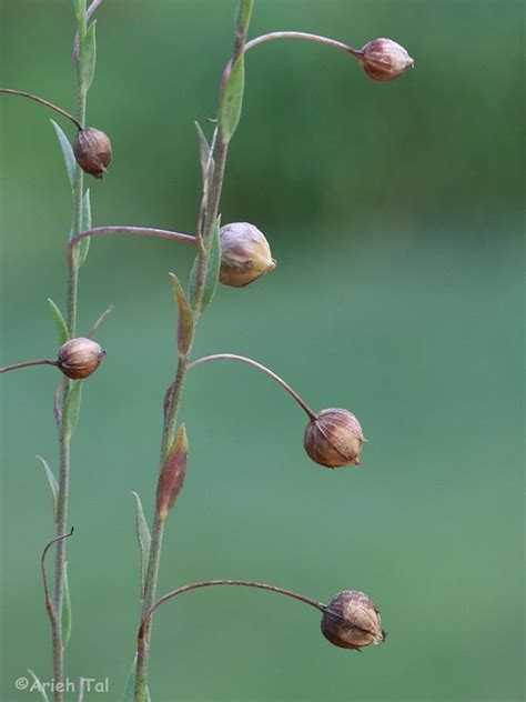 Linum Usitatissimum Cultivated Flax Go Botany