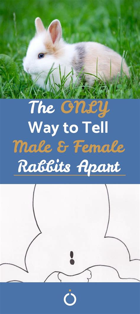 How To Identify Male And Female Rabbits