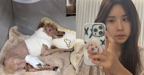 김준희 반려견 목줄 풀린 개에 무차별 공격 피해쇼크로 심정지도