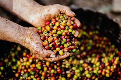 Coffee Traceability Everything About Bean To Cup
