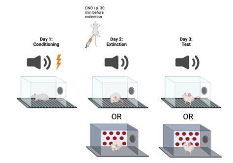 2 Summary Of The Context Dependent Fear Conditioning Protocol On Day