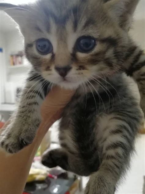 这只小猫 知乎