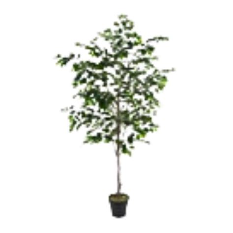 Pom Artificial Copac Ficus Cu Aspect Natural 180 Cm Emagro
