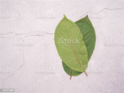 Mitragyna Speciosa 또는 Kratom의 평면도는 시멘트 바닥에 나뭇잎을 남깁니다 0명에 대한 스톡 사진 및 기타