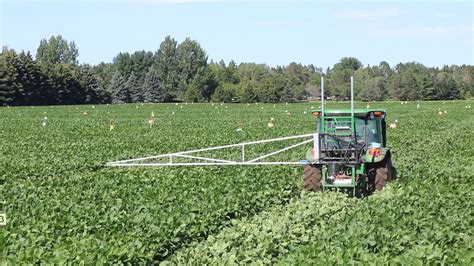 Timing Is Crucial For Fungicide Application To Reduce White Mold In