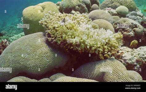 Coral Bleaching Process