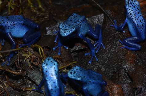 Dendrobates Tinctorius Azureus Understory Enterprises