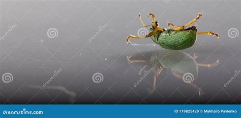 Iridescent Powdery Green Beetle Nettle Weevil Phyllobius Pomaceus On