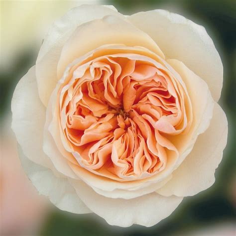David Austin Juliet Roses Garden Roses Direct