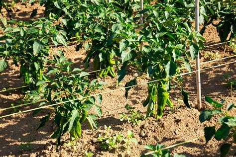 Green Peppers Ripening On Bushes In Vegetables Garden Stock Image