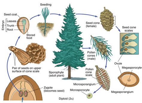 Pine Trees Biology Portfolio 2014