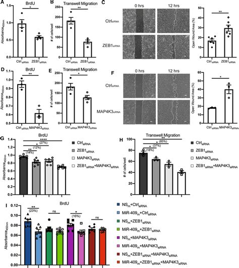 Sirna Mediated Knockdown Of Zinc Finger E Box Binding Homeobox 1 Zeb1