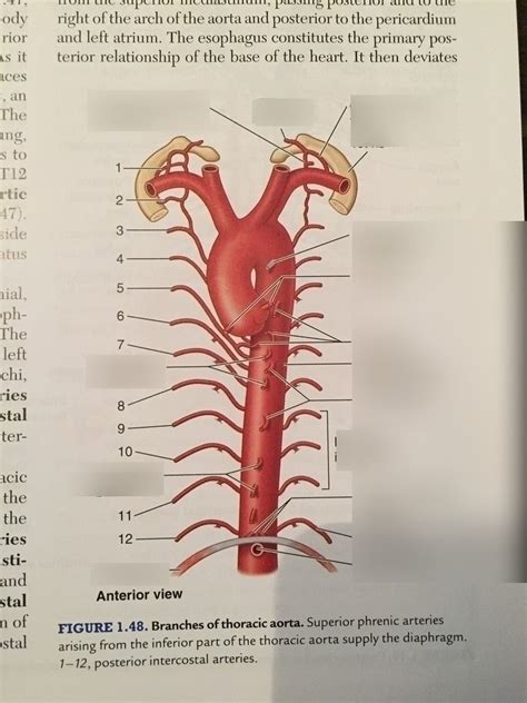 Thoracic Aorta Branches