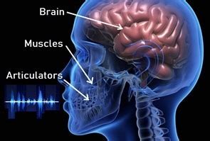 Neural Muscular And Articulatory Encoding Of Speech Imi Iisc