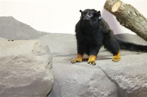Golden Handed Tamarin Home