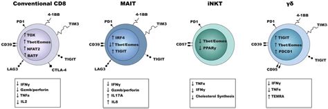 Dysfunctional States Of Unconventional T Cell Subsets In Cancer PMC