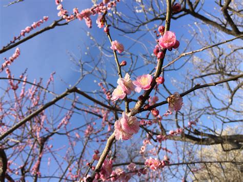梅園 俳句日和