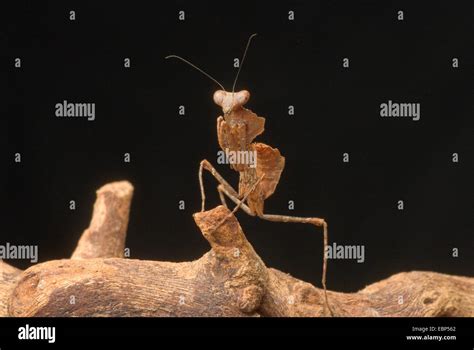 Giant Dead Leaf Mantis Malaysian Dead Leaf Mantis Deroplatys