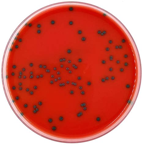 Reference Material For Rapidlmono Alternative Method For Iso 11290 • Biosistostandard