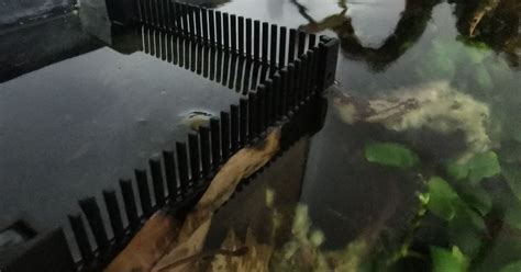Overflow Comb For Aquariums Filtration Cabin By Villentretenmerth