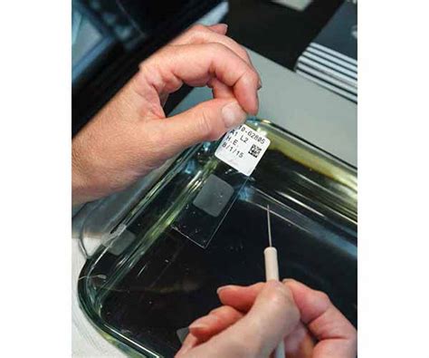 Microscope Slide Labeling Xylene Resistant Labels 23×23mm Ruilabels