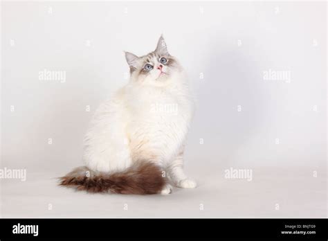 Neva Masquarade Tomcat Neva Masquerade Sibirische Katze Sibirische