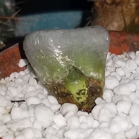 11 Signs Of Overwatered Lithops And How To Save Them Succulent Alley