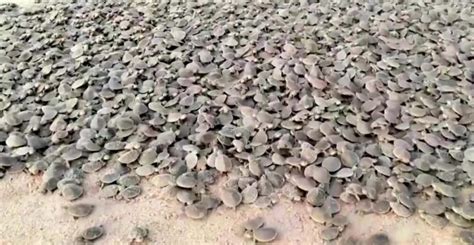 កូនអណ្ដើក ជាង 92 000 ក្បាល ចាប់កំណើត ដំណាលគ្នា លើ វាល ខ្សាច់ នៅ តំបន់